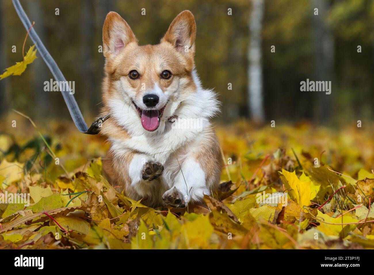 26.10.2023. Russia. Moscow. A corgi dog during a walk in the Mitino ...
