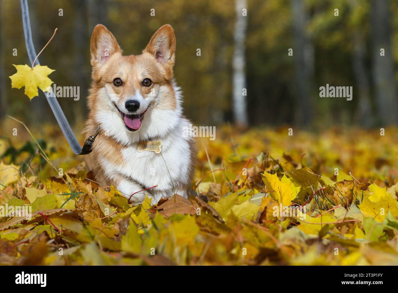 26.10.2023. Russia. Moscow. A corgi dog during a walk in the Mitino ...