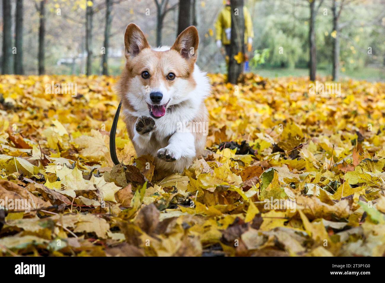 26.10.2023. Russia. Moscow. A corgi dog during a walk in the Mitino ...