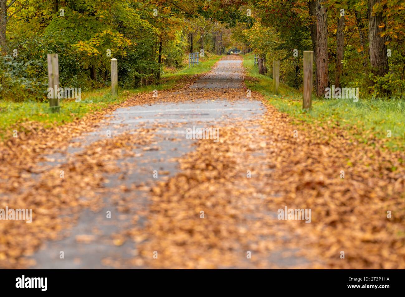 Fall, autumn, image of a long paved trail extending in the distance ...