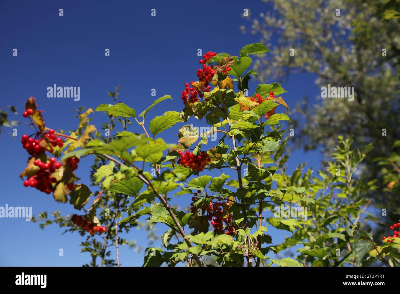 Guelder rose (Viburnum opulus) red fruit in Carinthia state of Austria ...