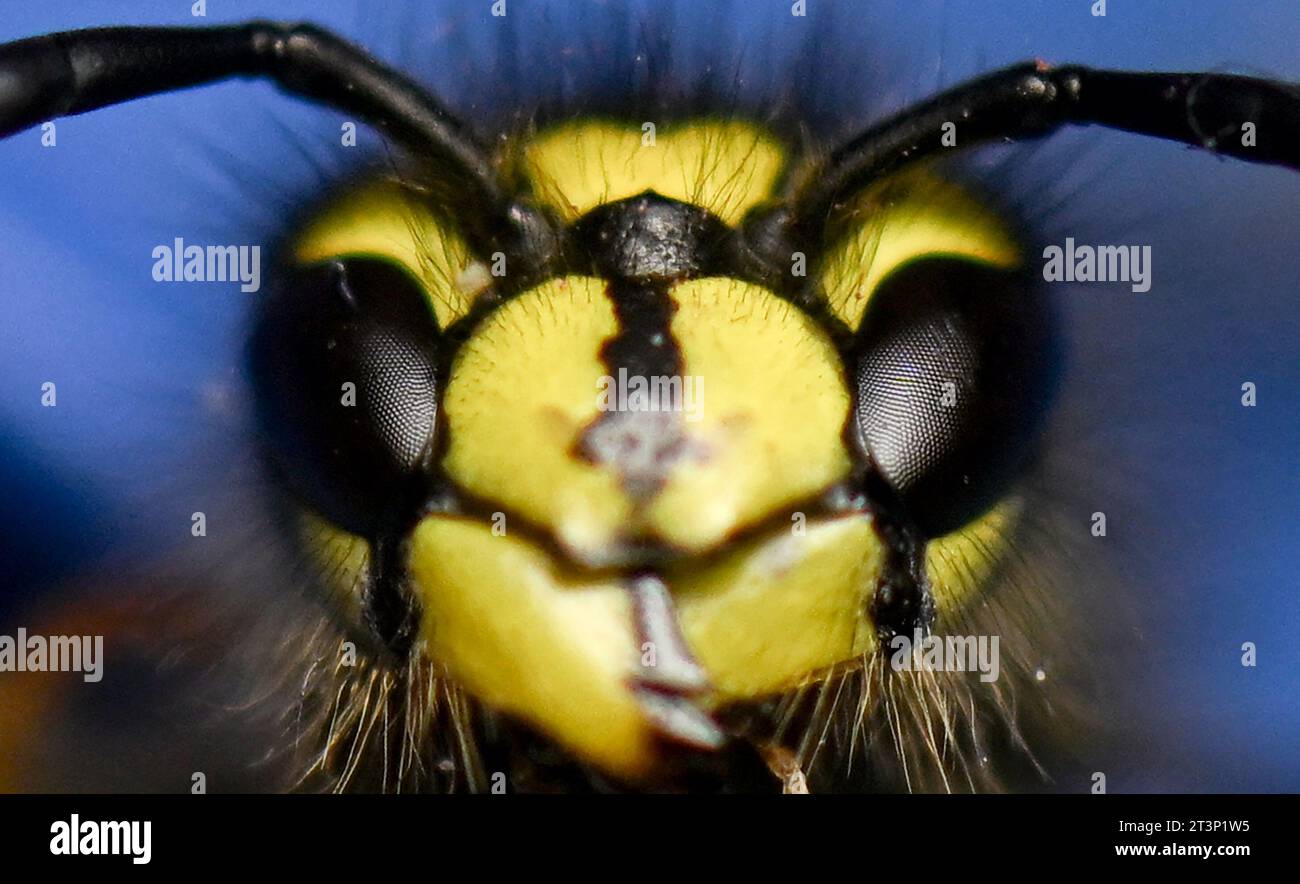 Leipzig, Germany. 26th Oct, 2023. The compound eyes on the head of a ...