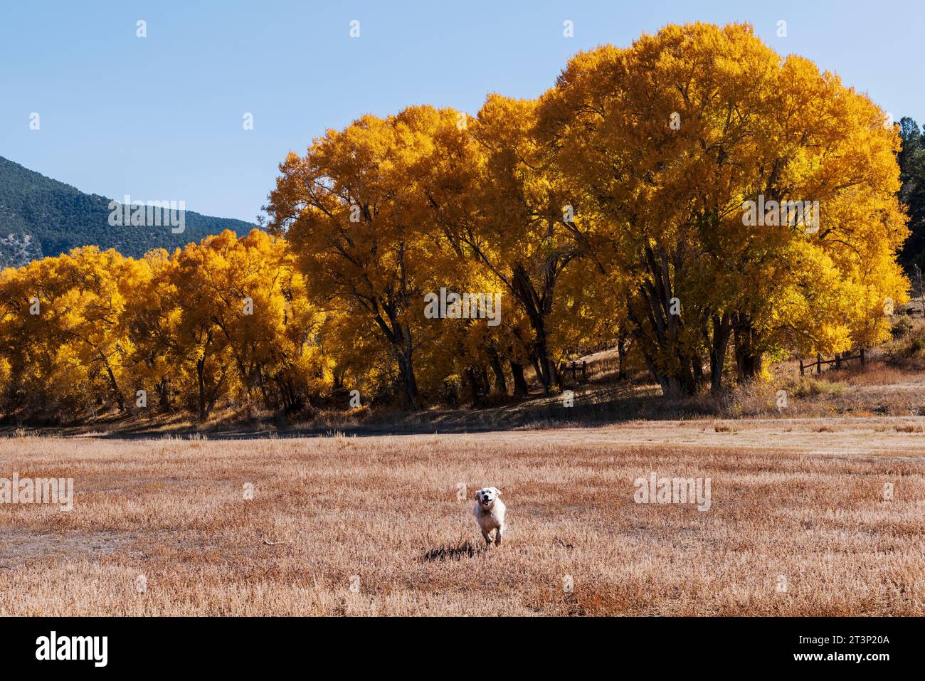 Platinum color Golden Retriever dog running across autumn ranch pasture ...