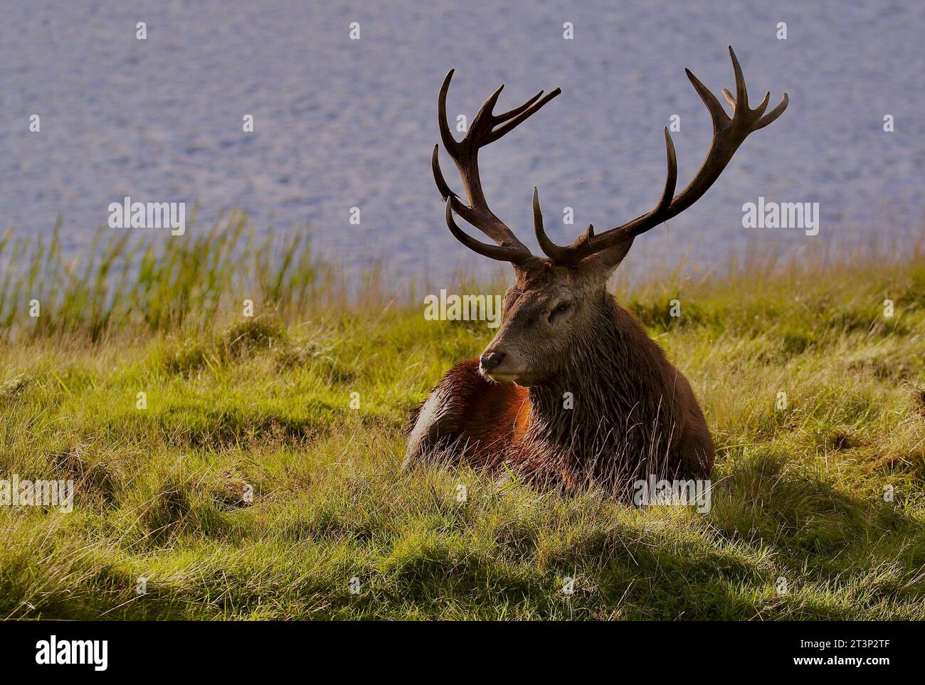 Red Deer Stag Stock Photo - Alamy