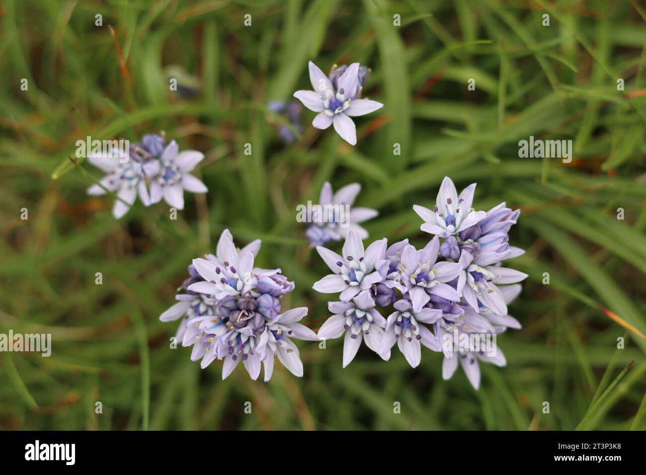 Close up of bright blue spring squill on a coastal headland in Cornwall ...
