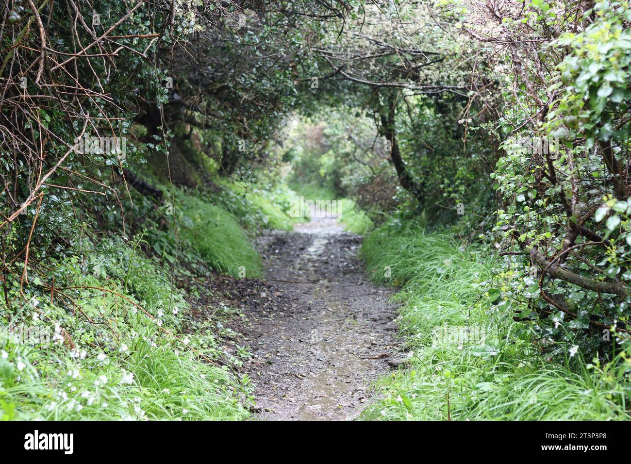 Footpath down a peaceful green countryside lane surrounded by trees and ...