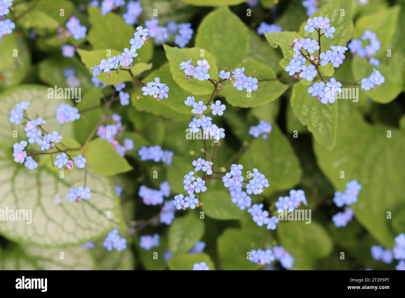 Silver leaf heart hi-res stock photography and images - Alamy