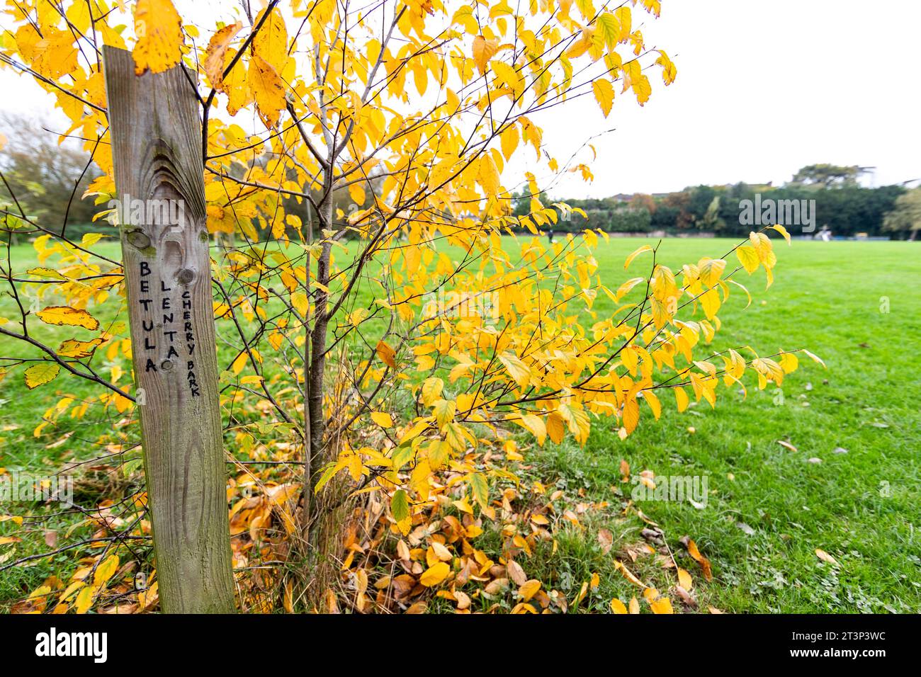Birch trees, Betula lenta. Linear Arboretum, Ross on Wye, Herefordshire ...