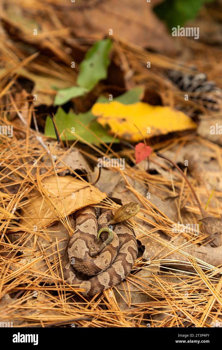 Juvenile copperhead snake hi-res stock photography and images - Alamy