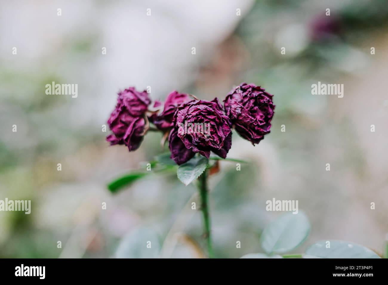 Withers away purple rose buds in the garden. Natural Botanical ...