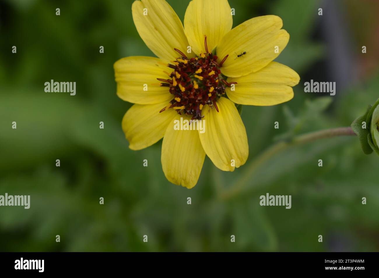 Chocolate Daisy (genus Berlandiera lyrata) (family Asteraceae), also ...