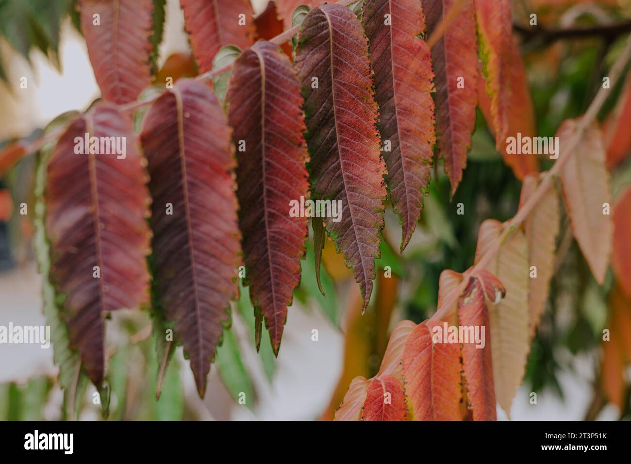 Dark red long sharp leaves on a tree branch. Autumn plants background ...