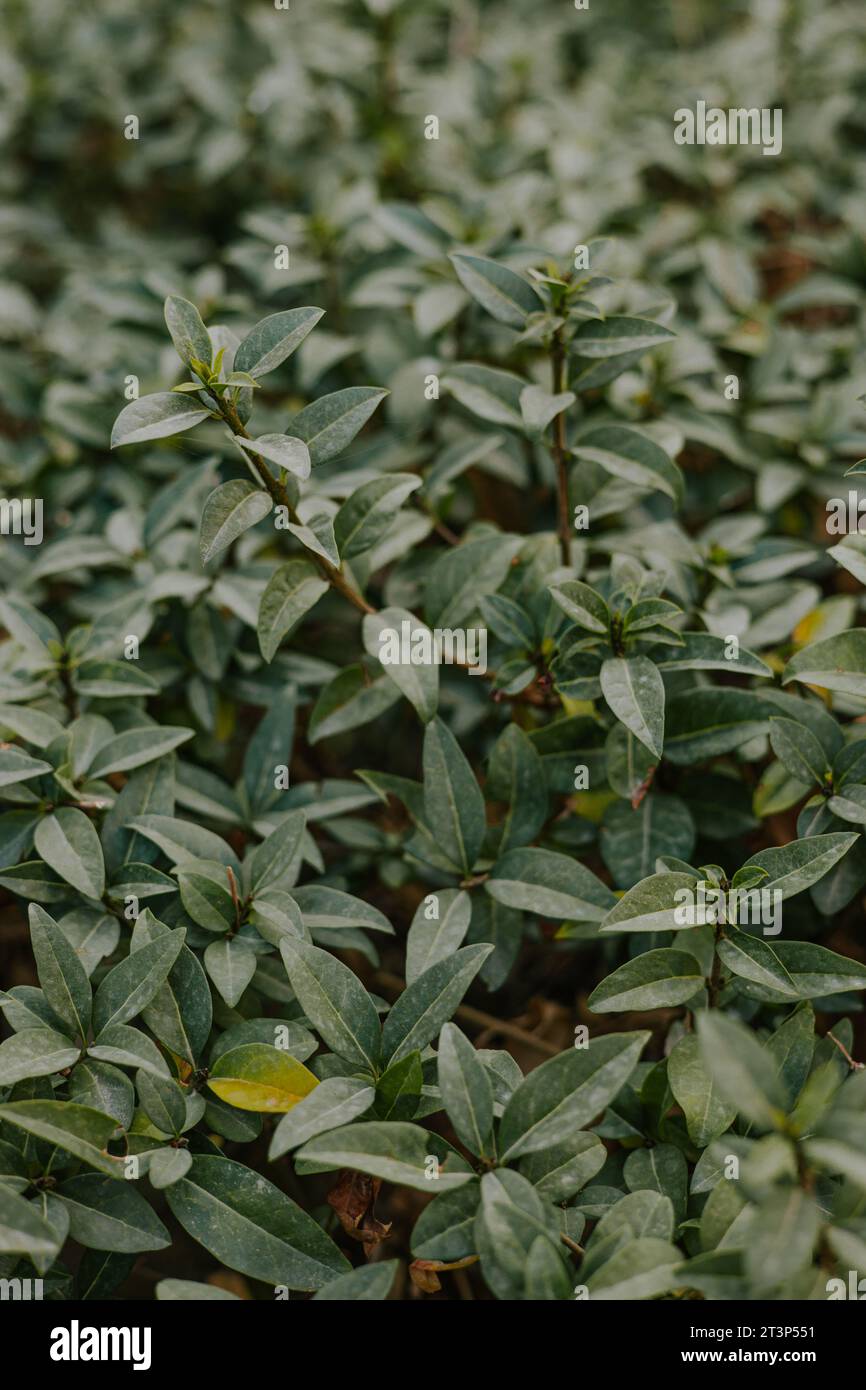 Evergreen perennial shrub. Green bush with small leaves. Plant for ...