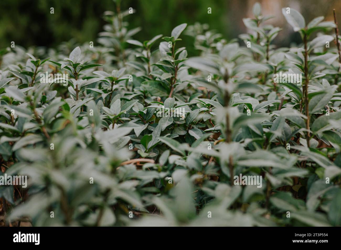 Green bush with small leaves. Evergreen perennial shrub. Plant for ...