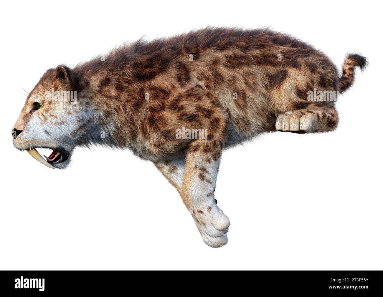 3D rendering of a sabertooth tiger isolated on white background Stock ...