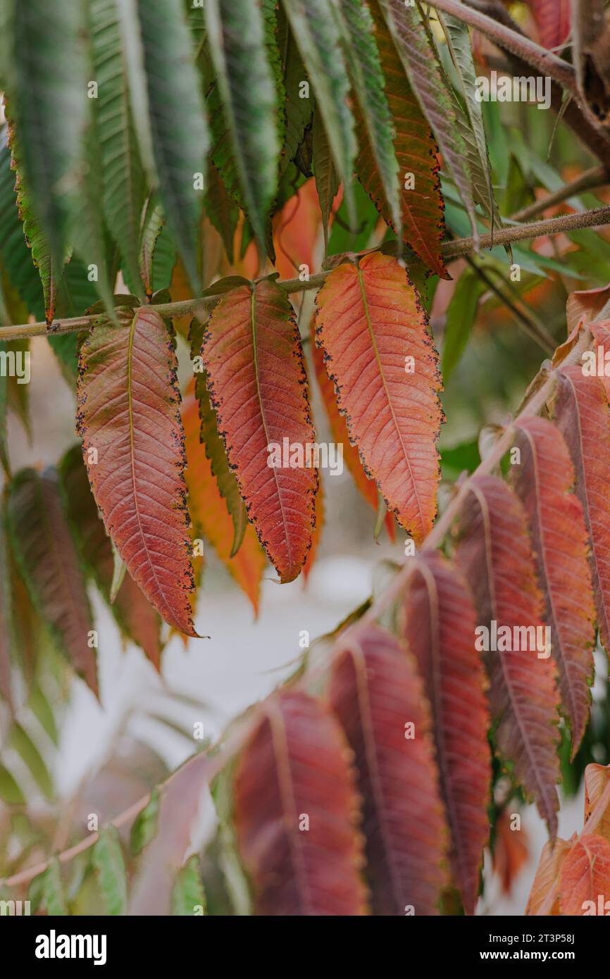 Change of season from summer to autumn. Green leaves turn yellow and ...