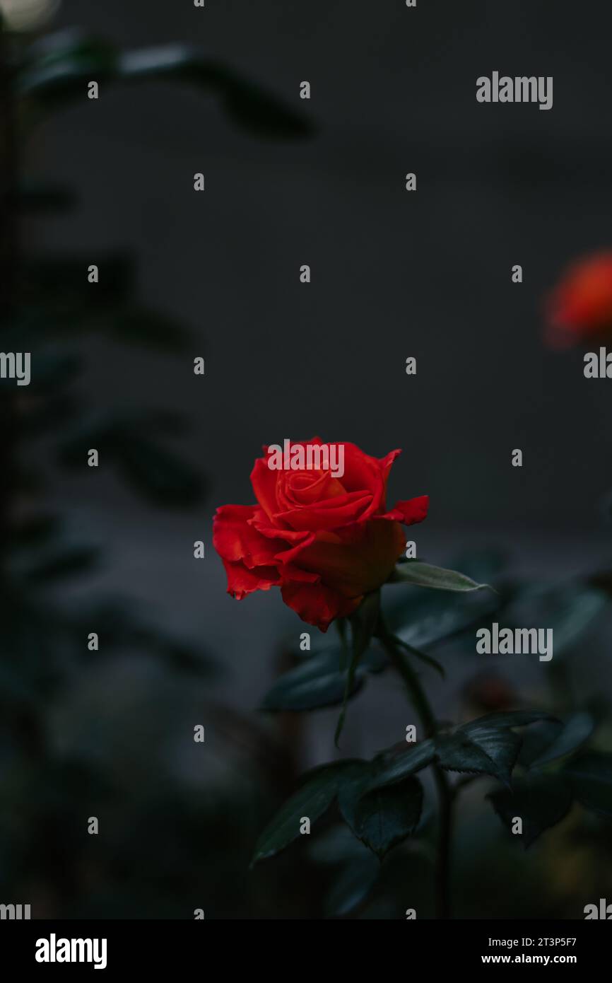 Deep red blooming rose bud on a dark green background. Roses in a ...