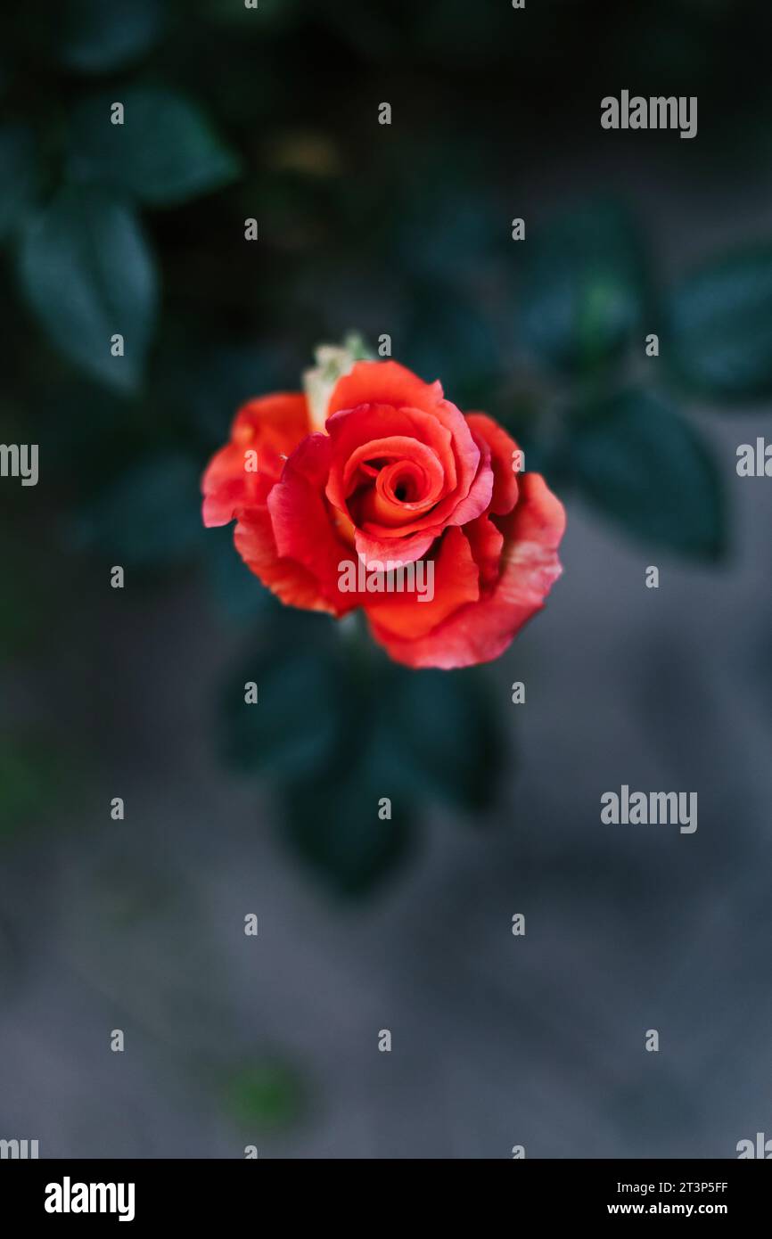 Top view botanical garden in hi-res stock photography and images - Alamy
