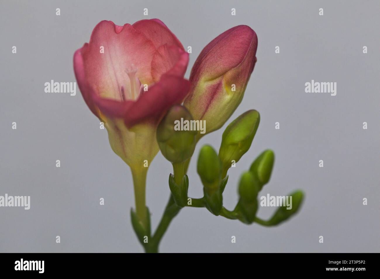 Freesia in bloom seen up close Stock Photo - Alamy