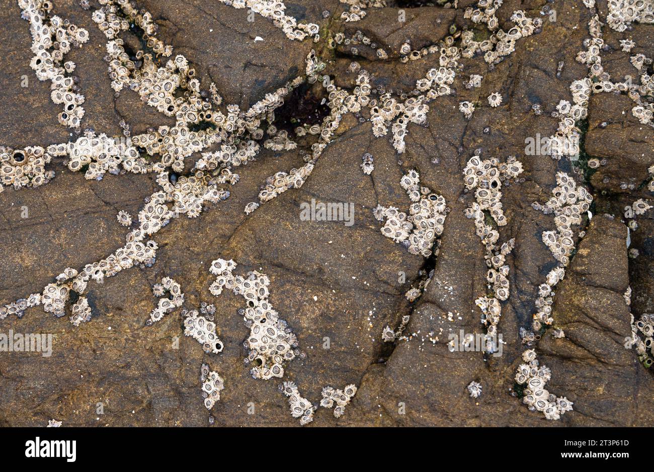 Barnacles crustaceans hi-res stock photography and images - Alamy