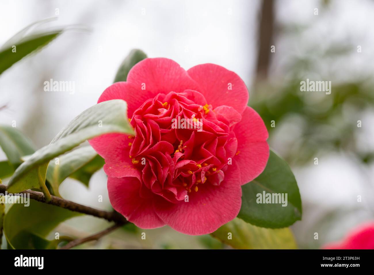Middlemist Camelia-The rare plant, brought to Britain from China ...