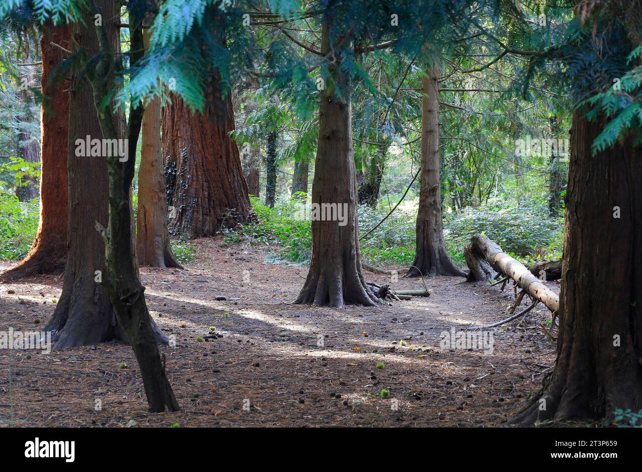 A group of giant redwood trees in Bute Park near Blackweir. Cardiff ...