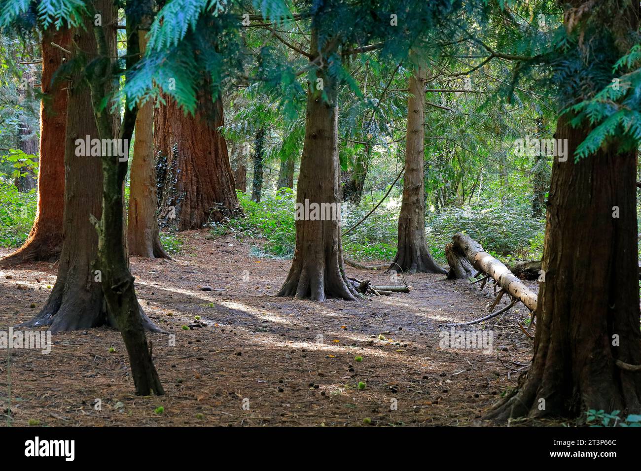 A group of giant redwood trees in Bute Park near Blackweir. Cardiff ...