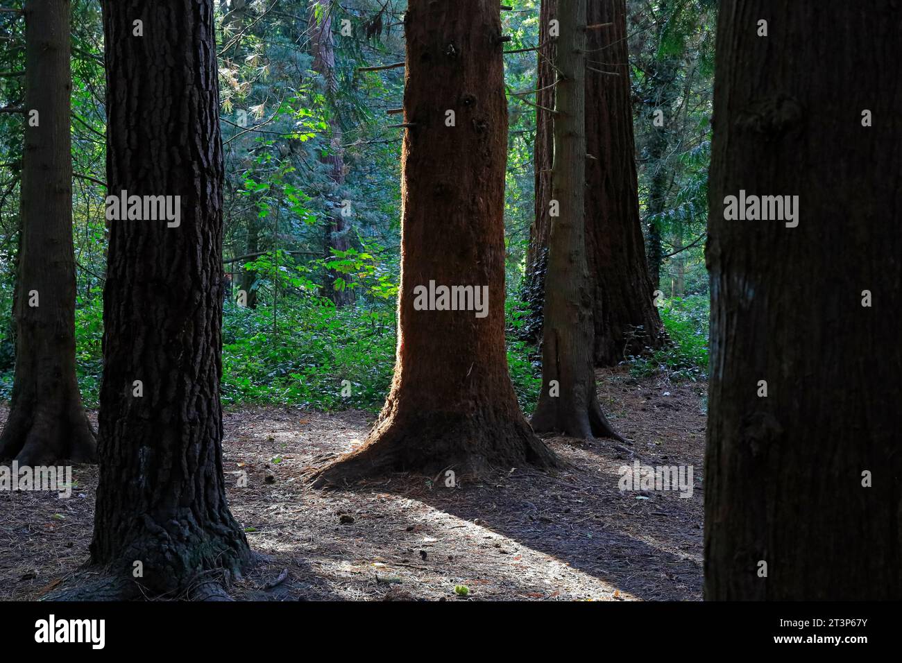 A group of giant redwood trees in Bute Park near Blackweir. Cardiff ...