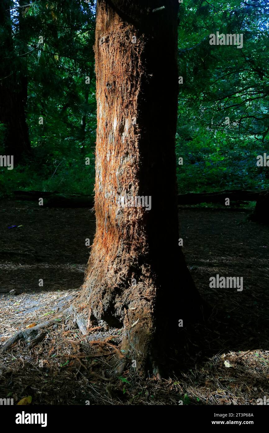 A group of giant redwood trees in Bute Park near Blackweir. Cardiff ...