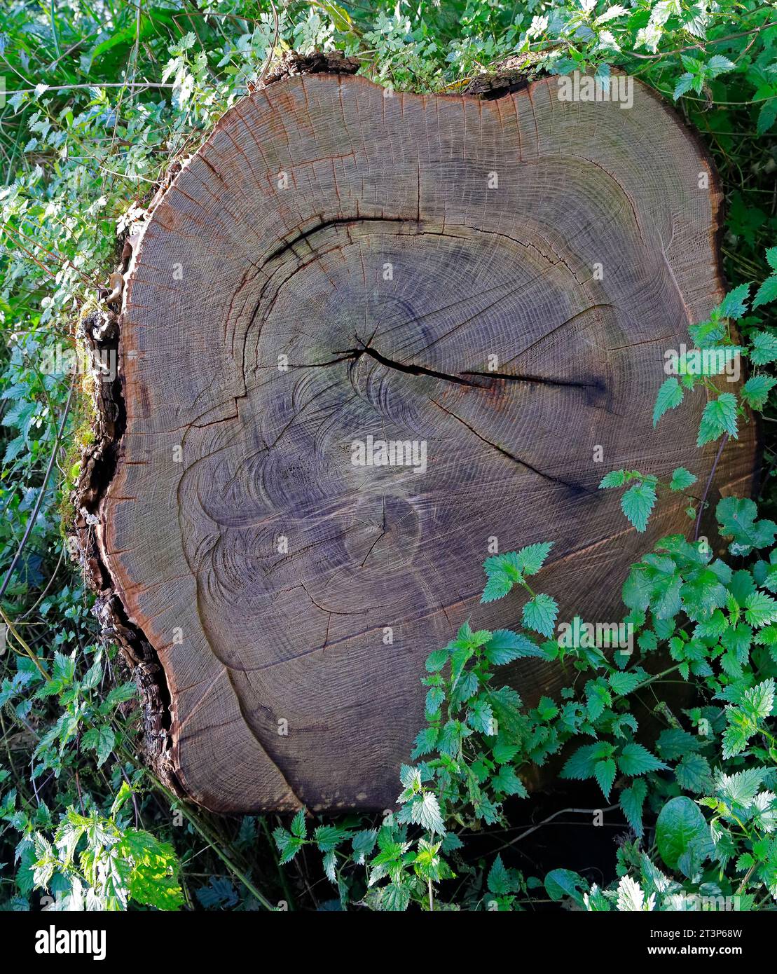 Tool marks hi-res stock photography and images - Alamy