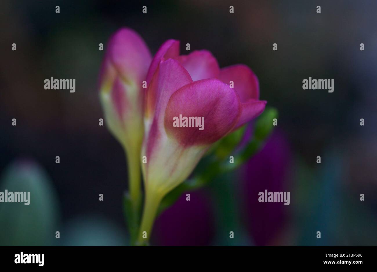 Freesia in bloom seen up close Stock Photo - Alamy