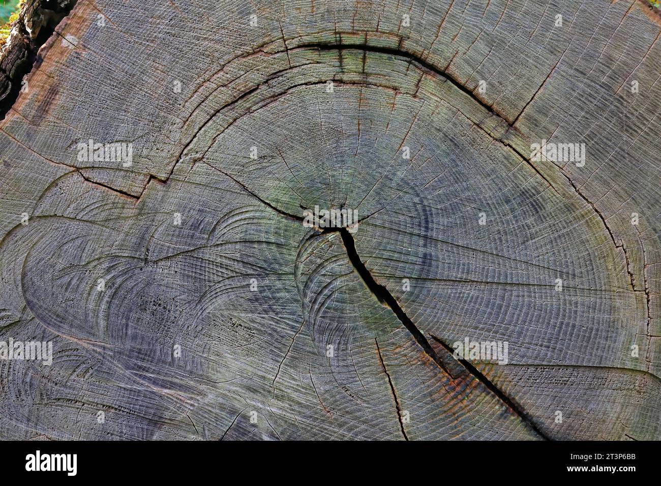 Felled tree showing cut edge with cracks and tool marks. Cardiff. Taken ...
