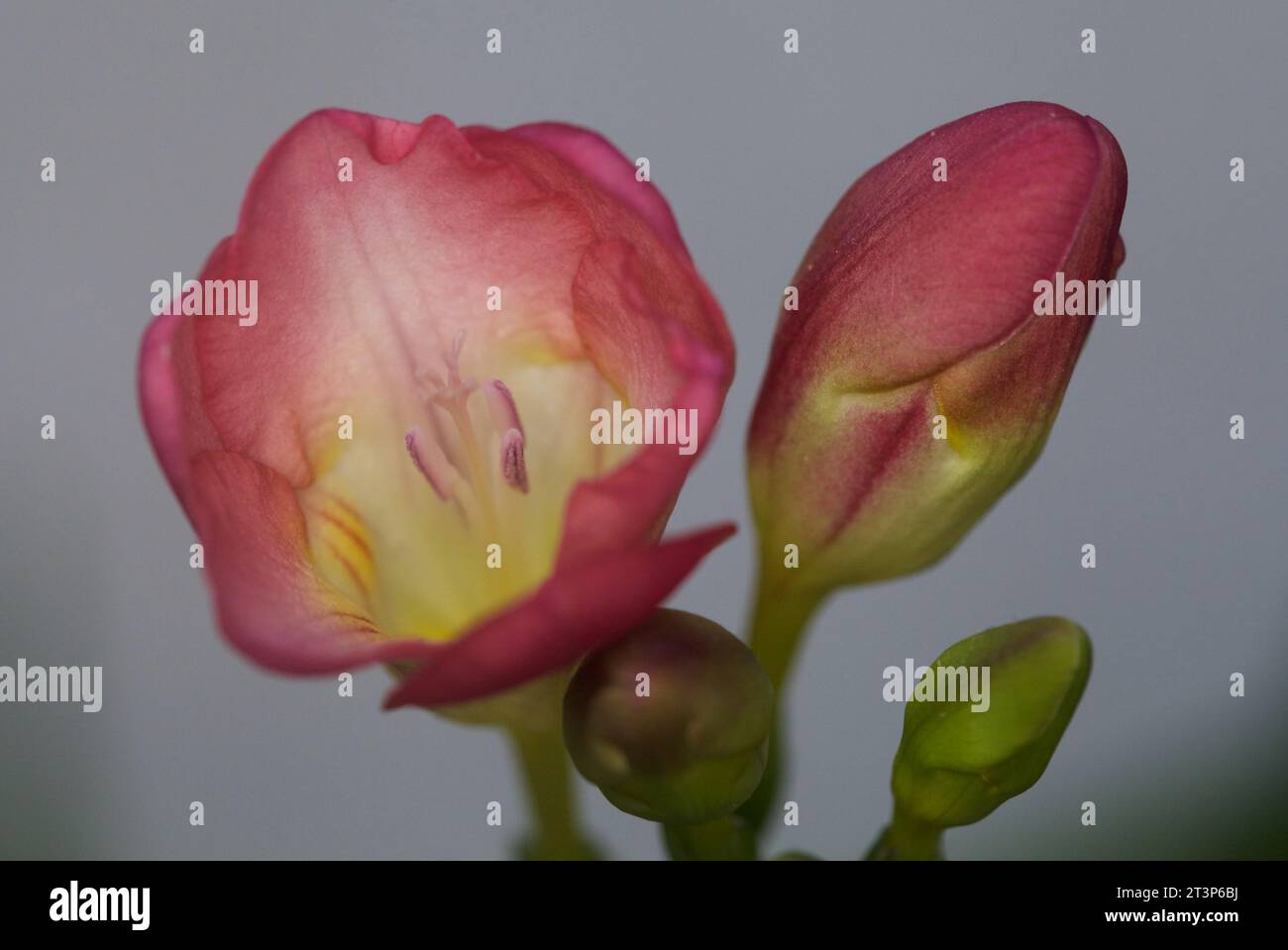 Freesia in bloom seen up close Stock Photo - Alamy