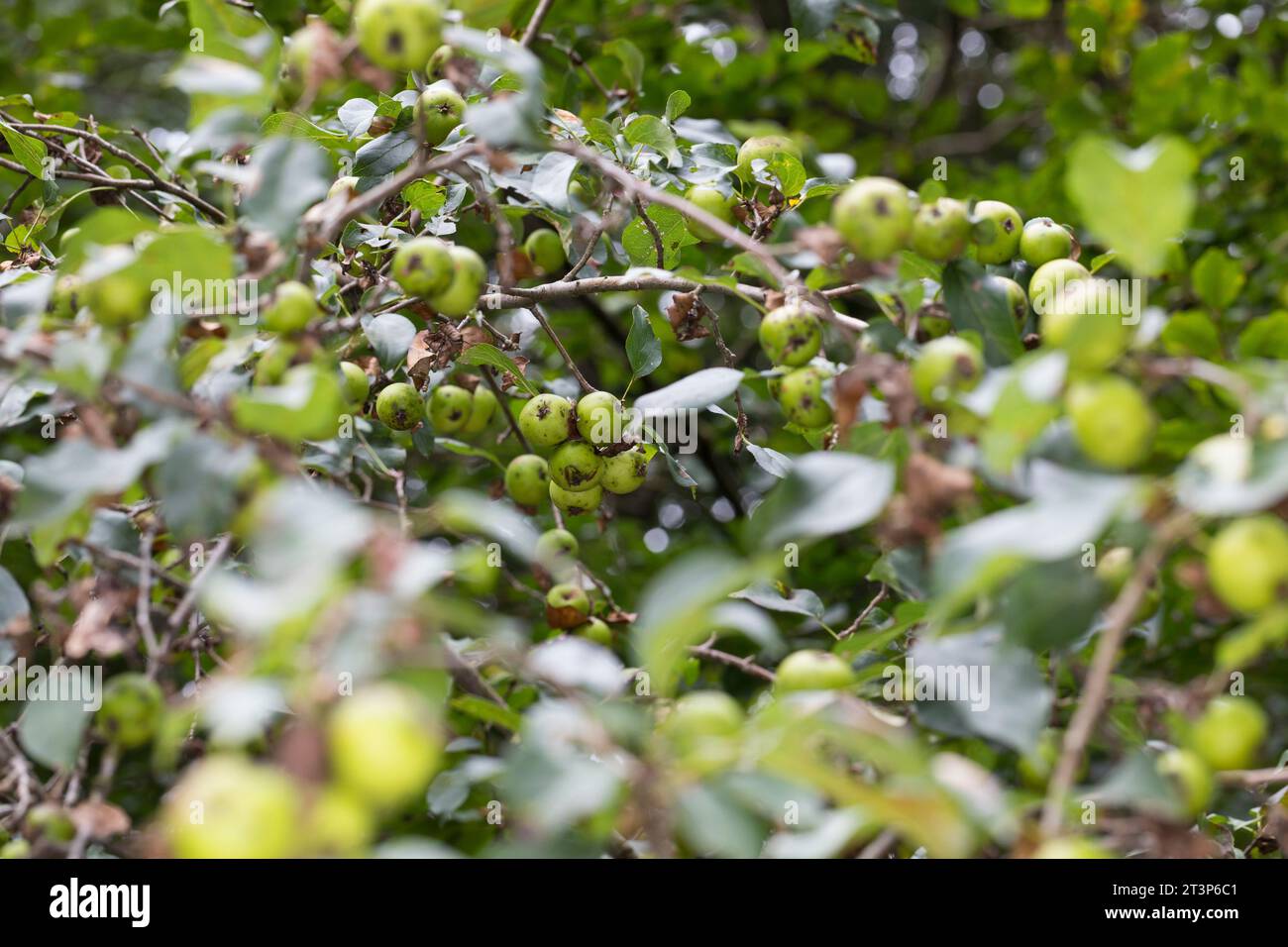 Wild-Apfel, Wilder Apfel, Holz-Apfel, Wildapfel, Holzapfel ...