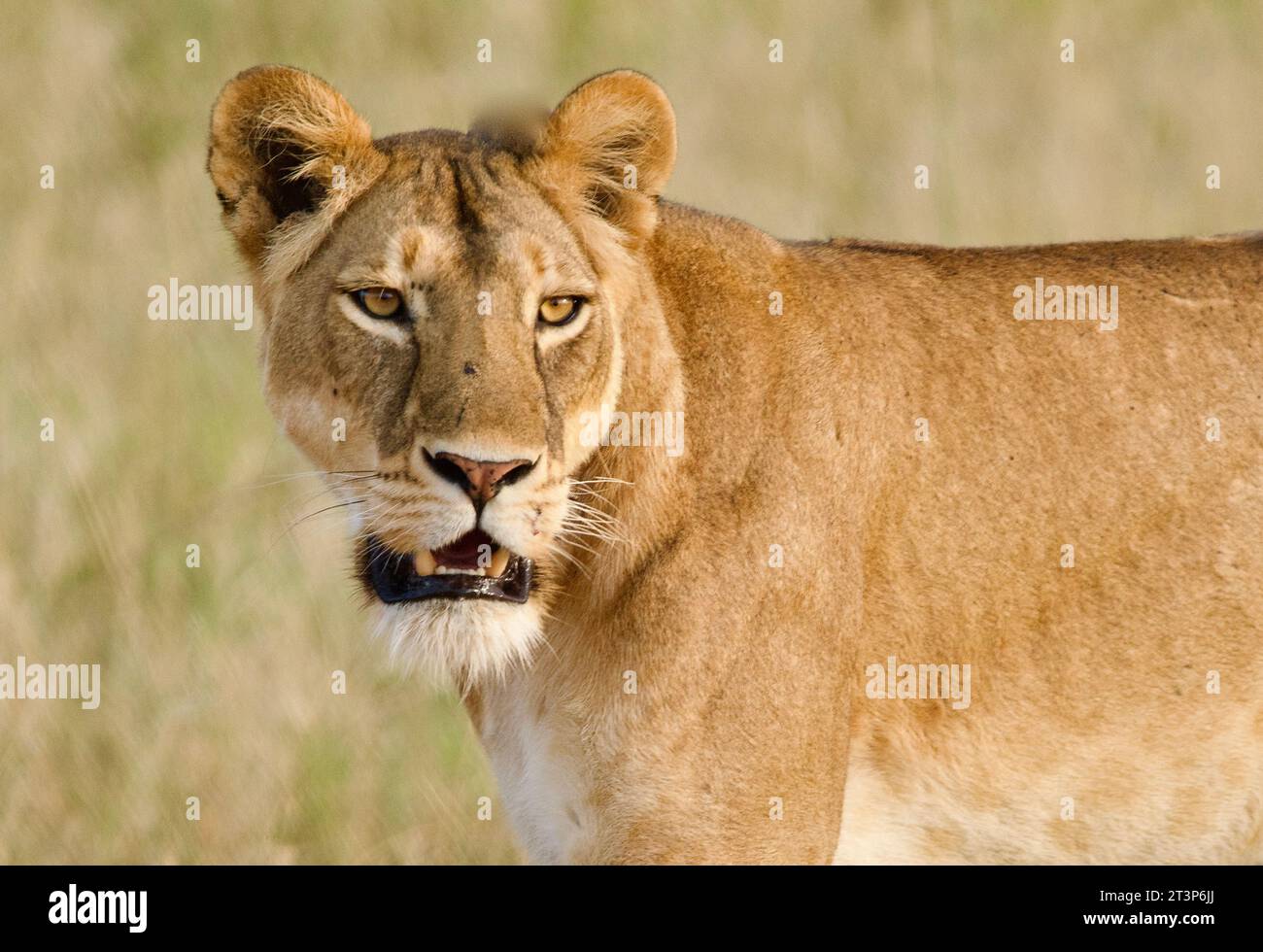 A lioness looking for her pride Stock Photo - Alamy