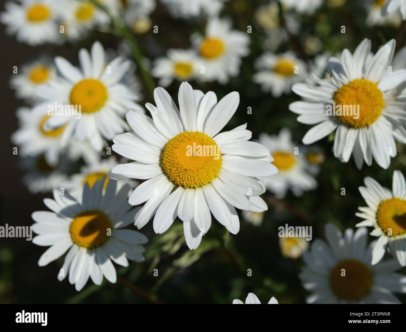 A Group Of Large Daisies photographed on the towpath of the Oxford ...