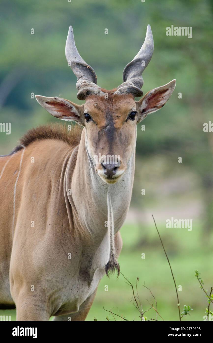 Portrait of a male Eland Stock Photo - Alamy