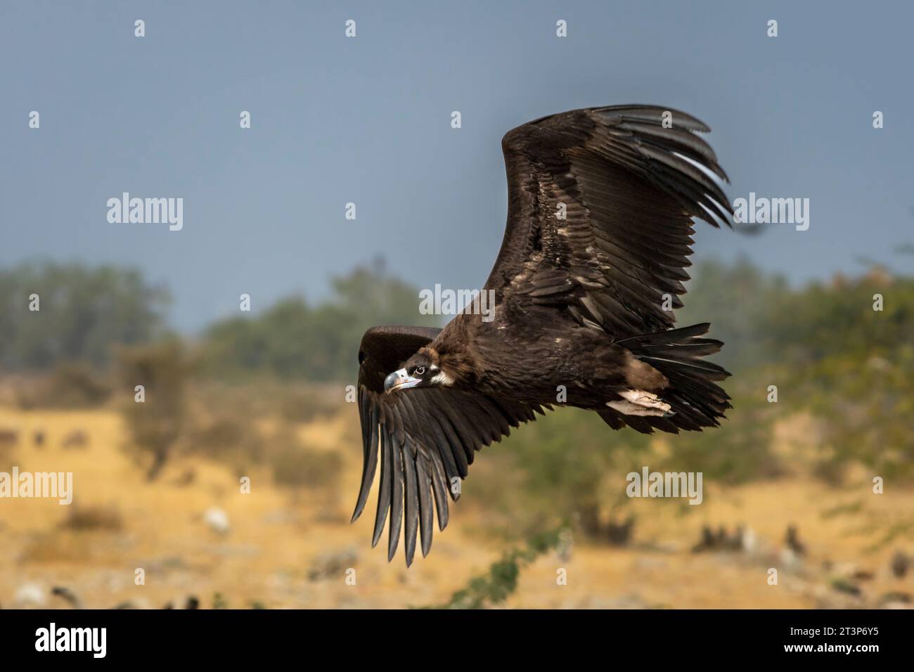 Cinereous vulture or black vulture or monk vulture or aegypius monachus ...