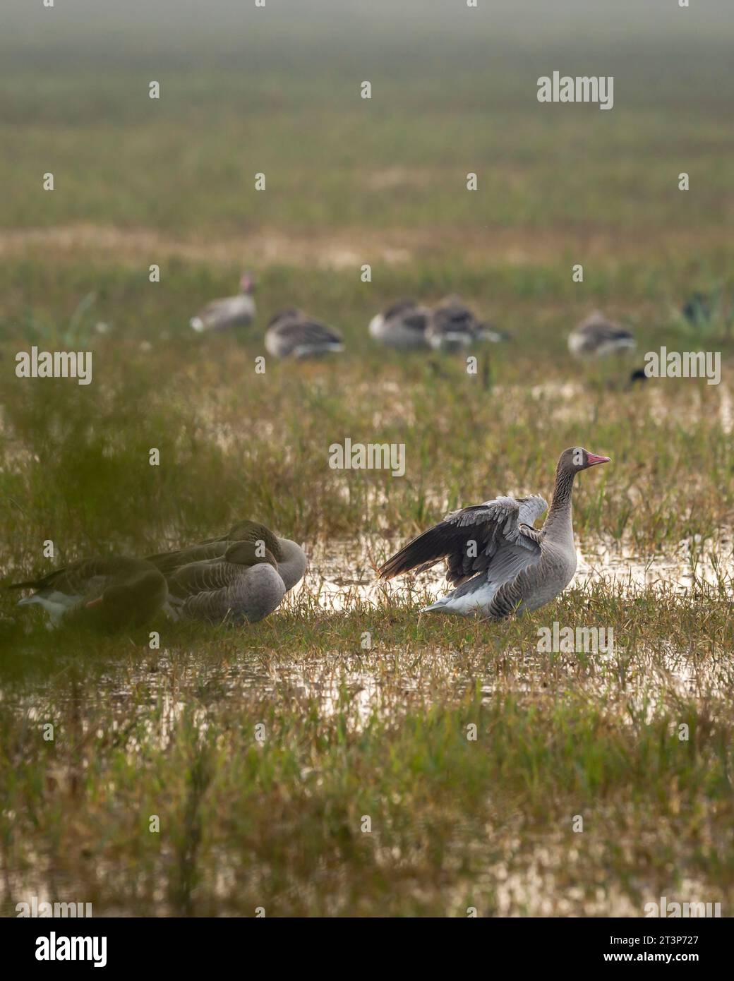 Greylag goose or Anser anser in open grass field with full wingspan ...