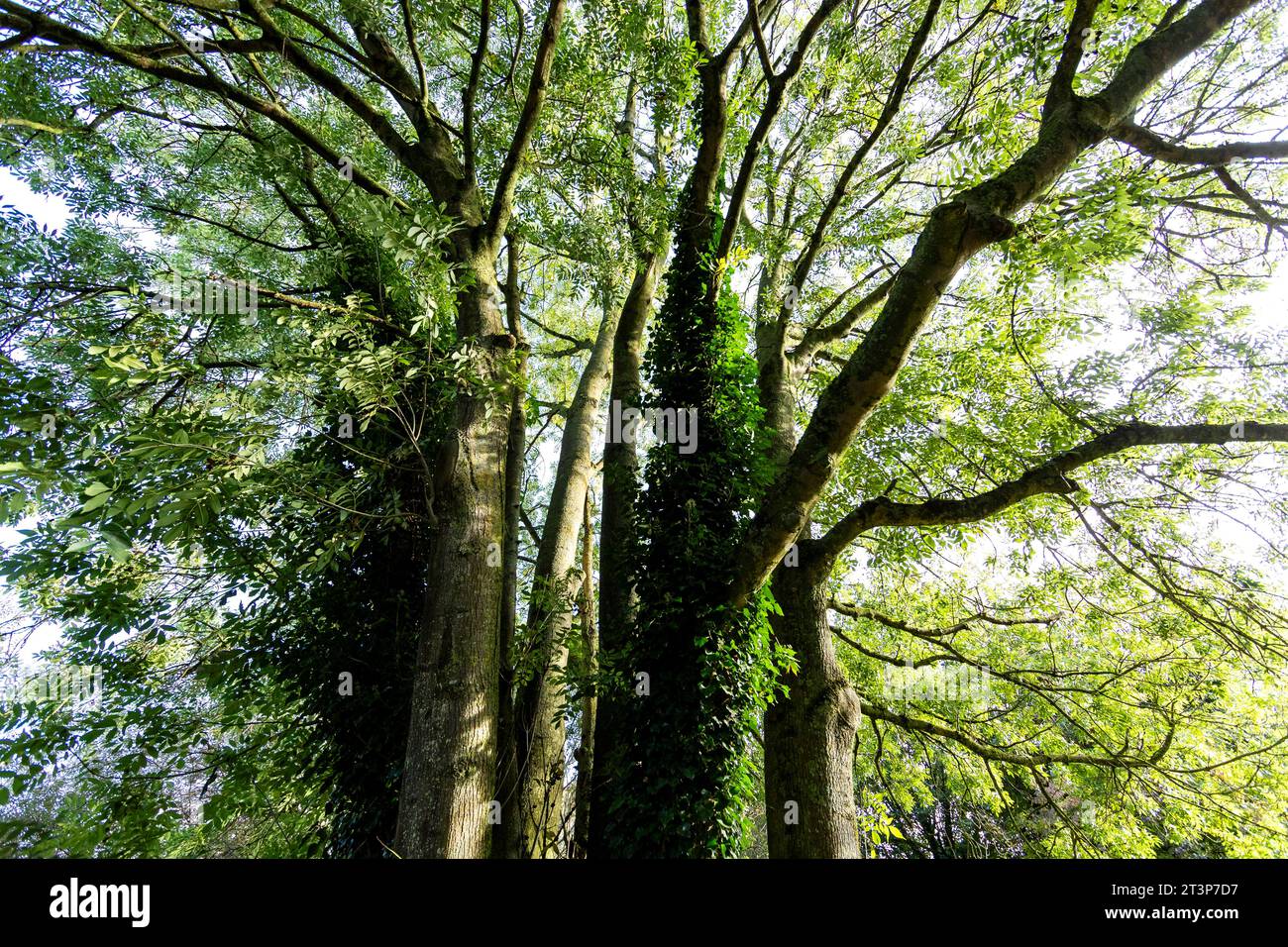Mature ash trees. Linear Arboretum, Ross on Wye, herefordshire Stock ...