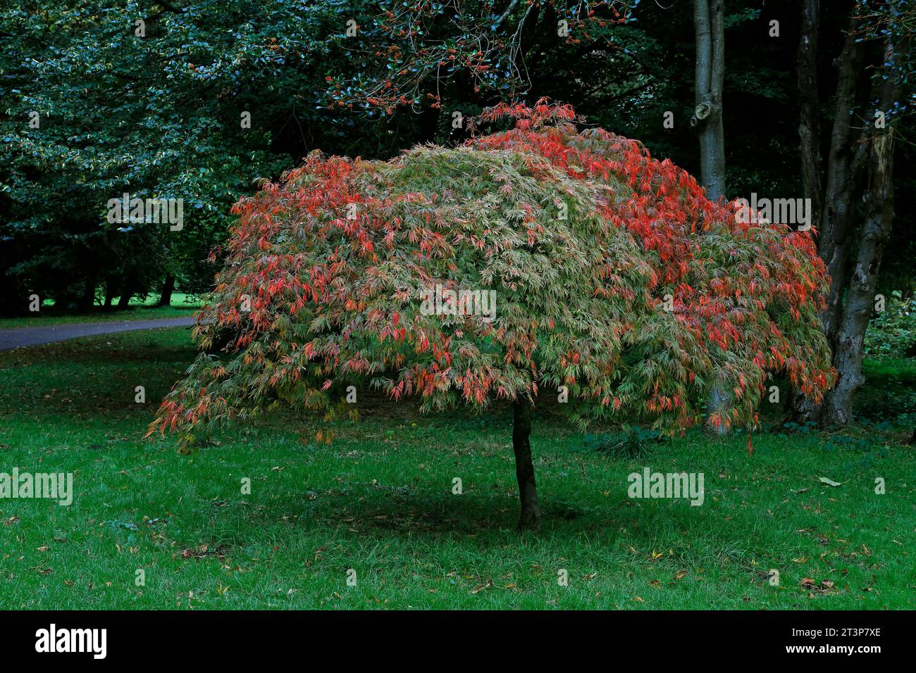 Japanese maple tree - acer palmatum, Bute Park, Cardiff. Taken early ...