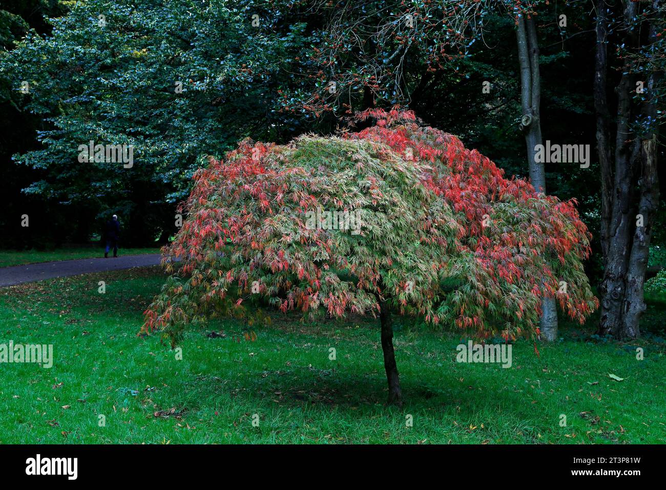 Japanese maple tree - acer palmatum, Bute Park, Cardiff. Taken early ...