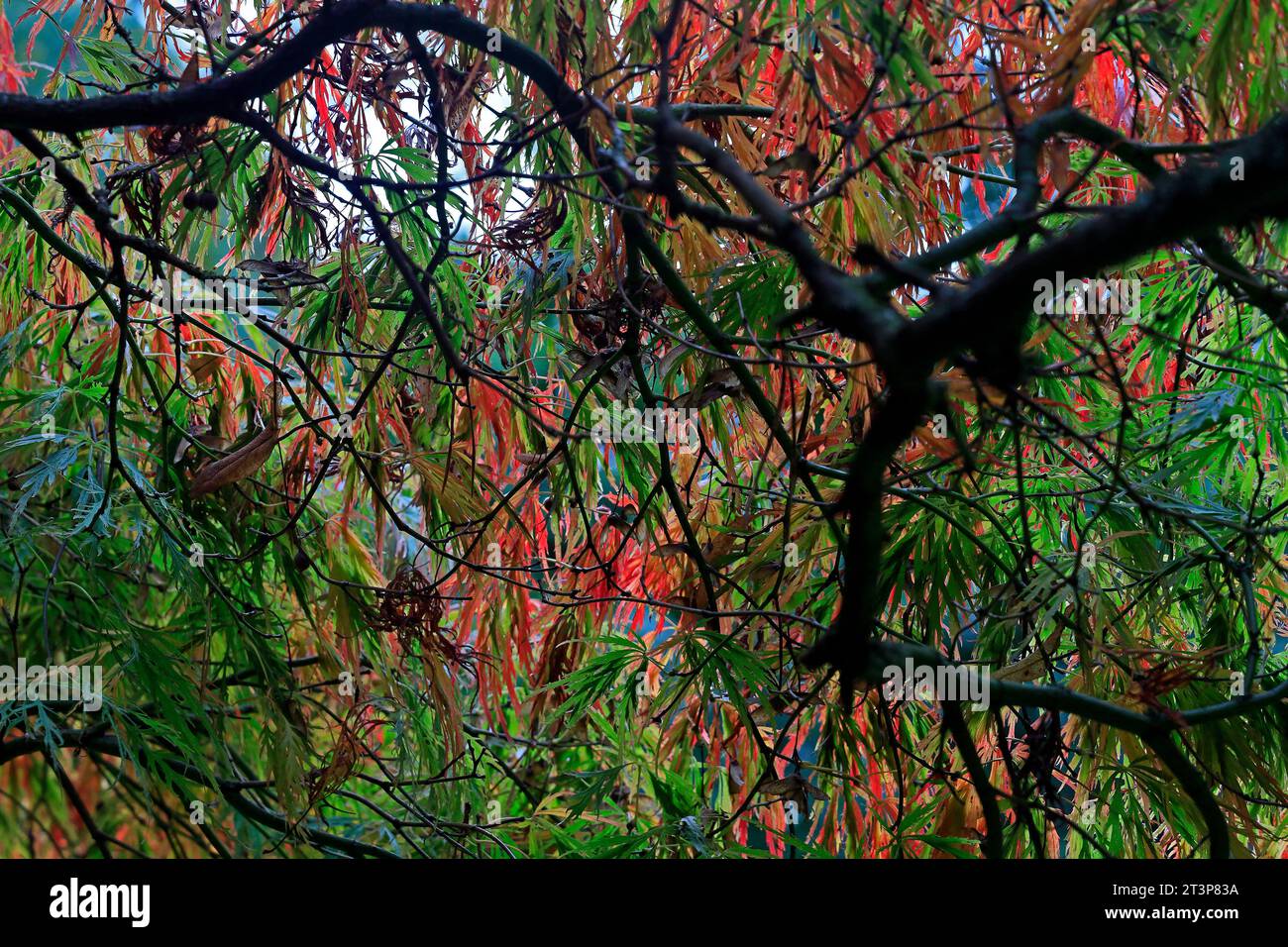 Japanese maple tree - acer palmatum, Bute Park, Cardiff. Taken early ...