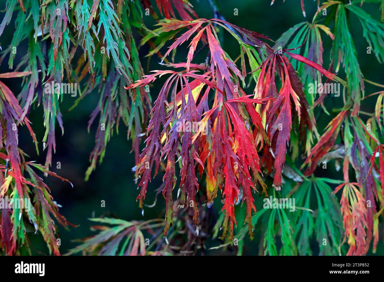 Japanese maple tree - acer palmatum, Bute Park, Cardiff. Taken early ...