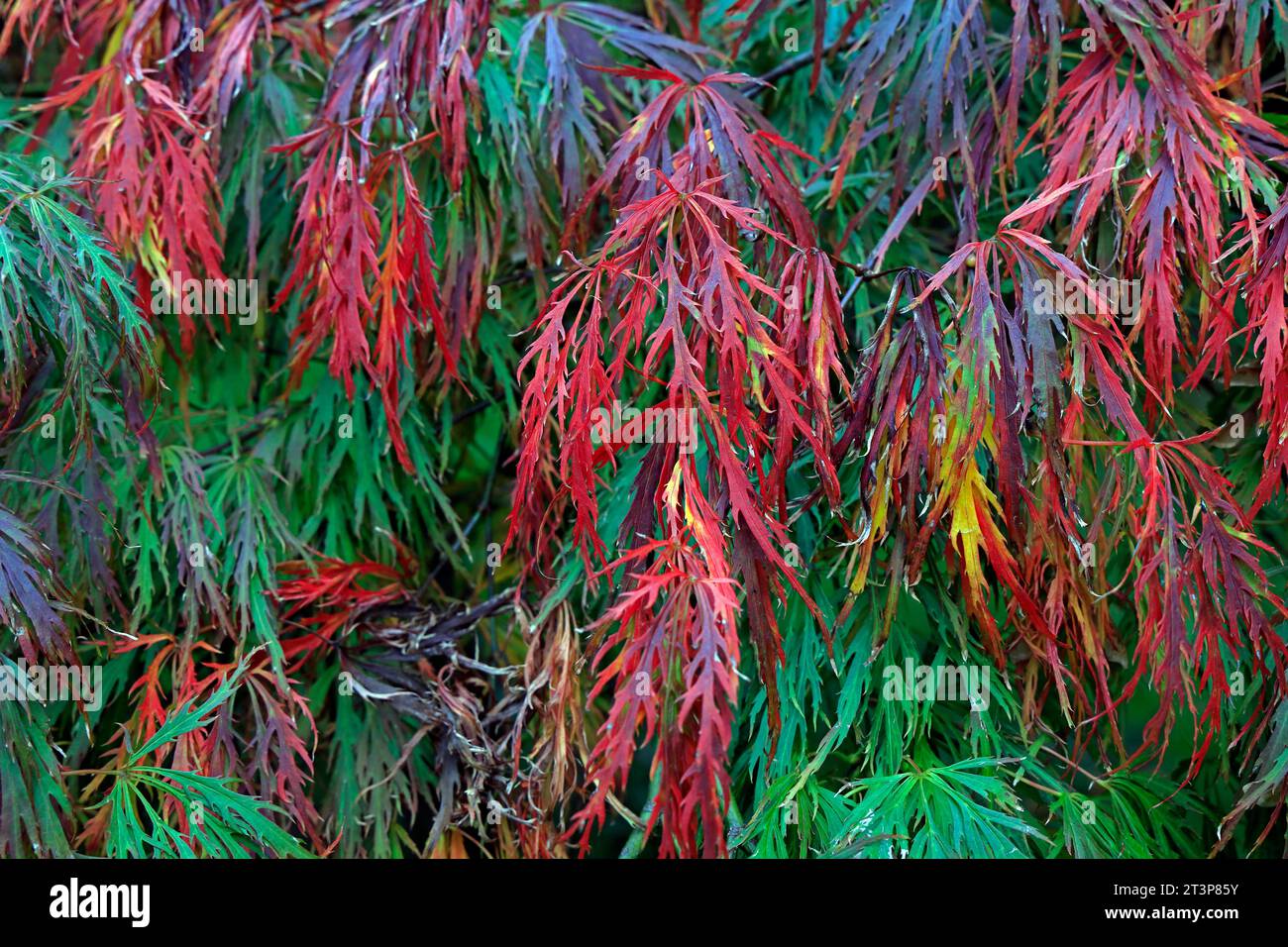Japanese maple tree - acer palmatum, Bute Park, Cardiff. Taken early ...