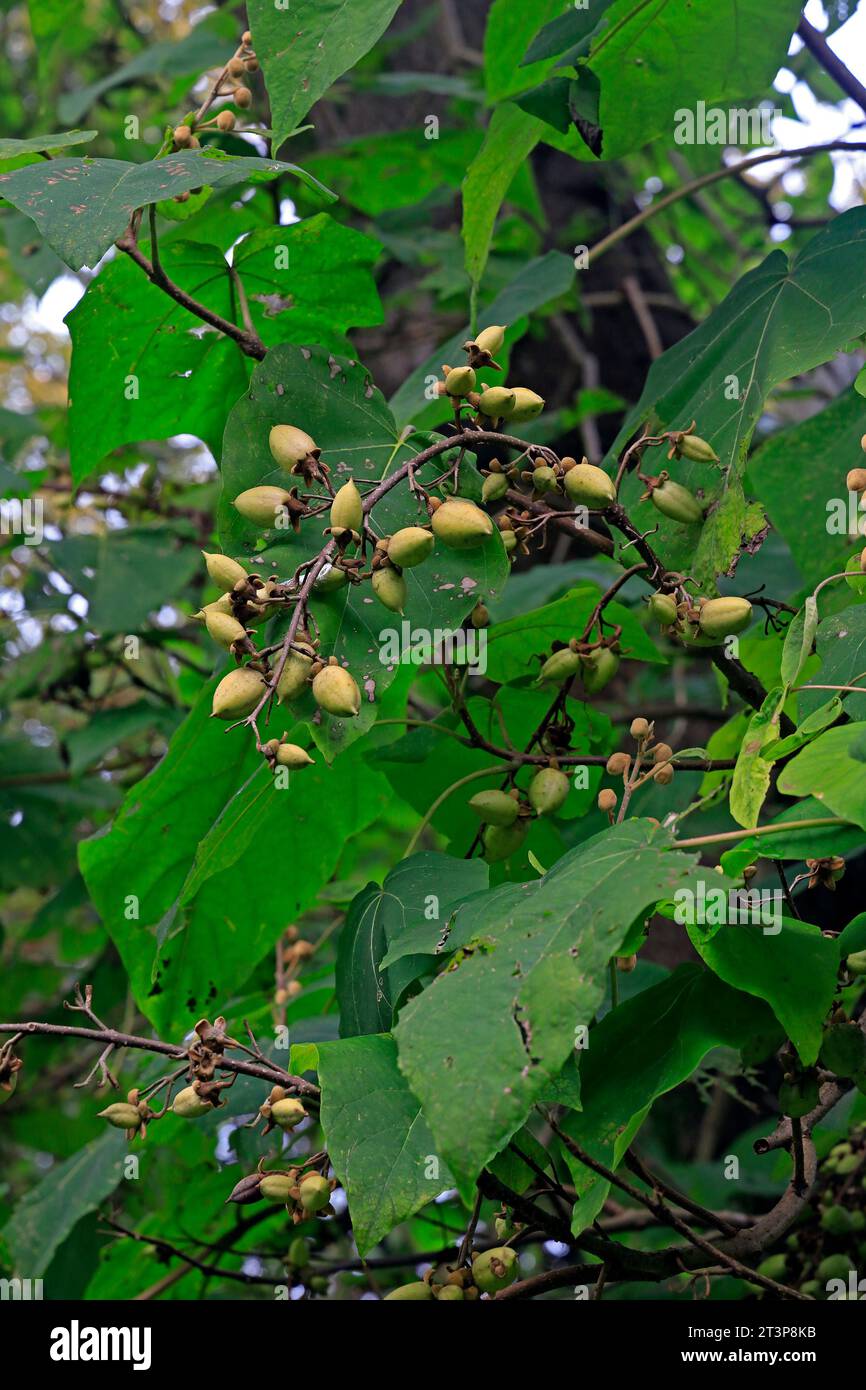 Seed capsules / fruit of Foxglove Tree - paulonia tomentosa, Cardiff ...