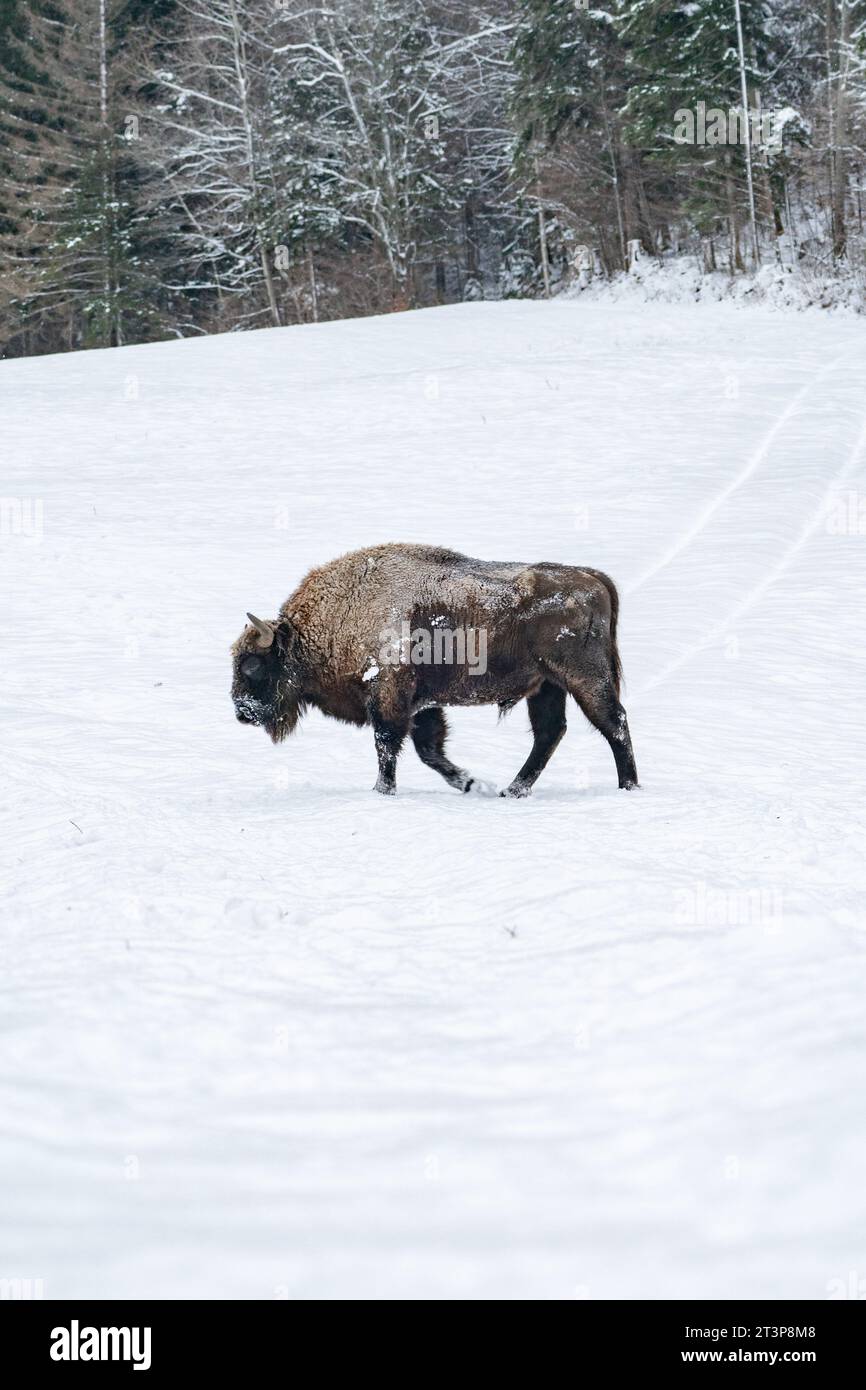 Reintroduced bison hi-res stock photography and images - Alamy