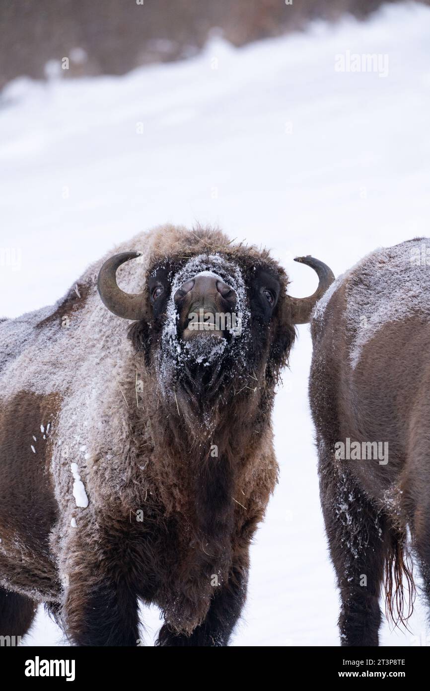 Reintroduced bison hi-res stock photography and images - Alamy