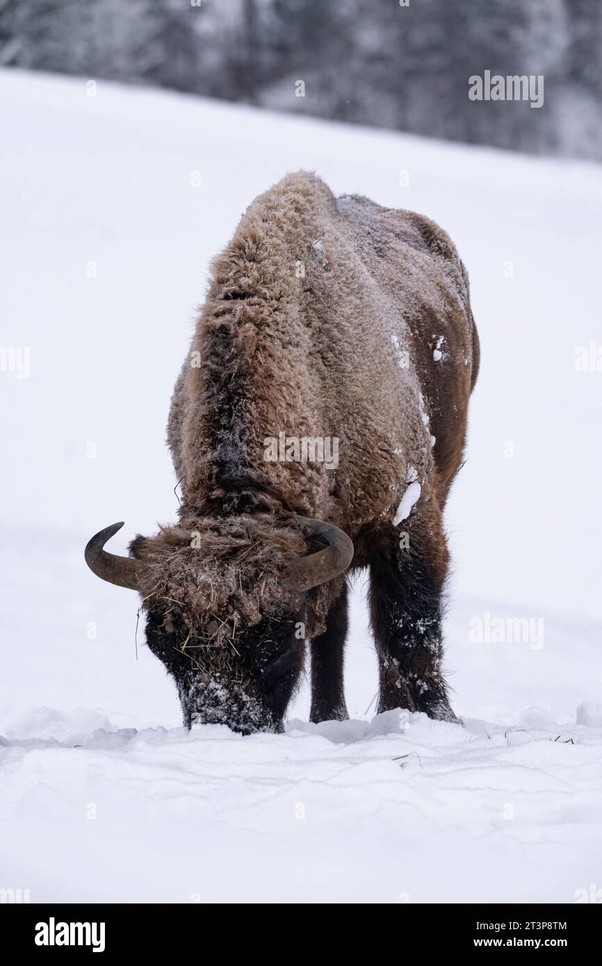 Reintroduced bison hi-res stock photography and images - Alamy