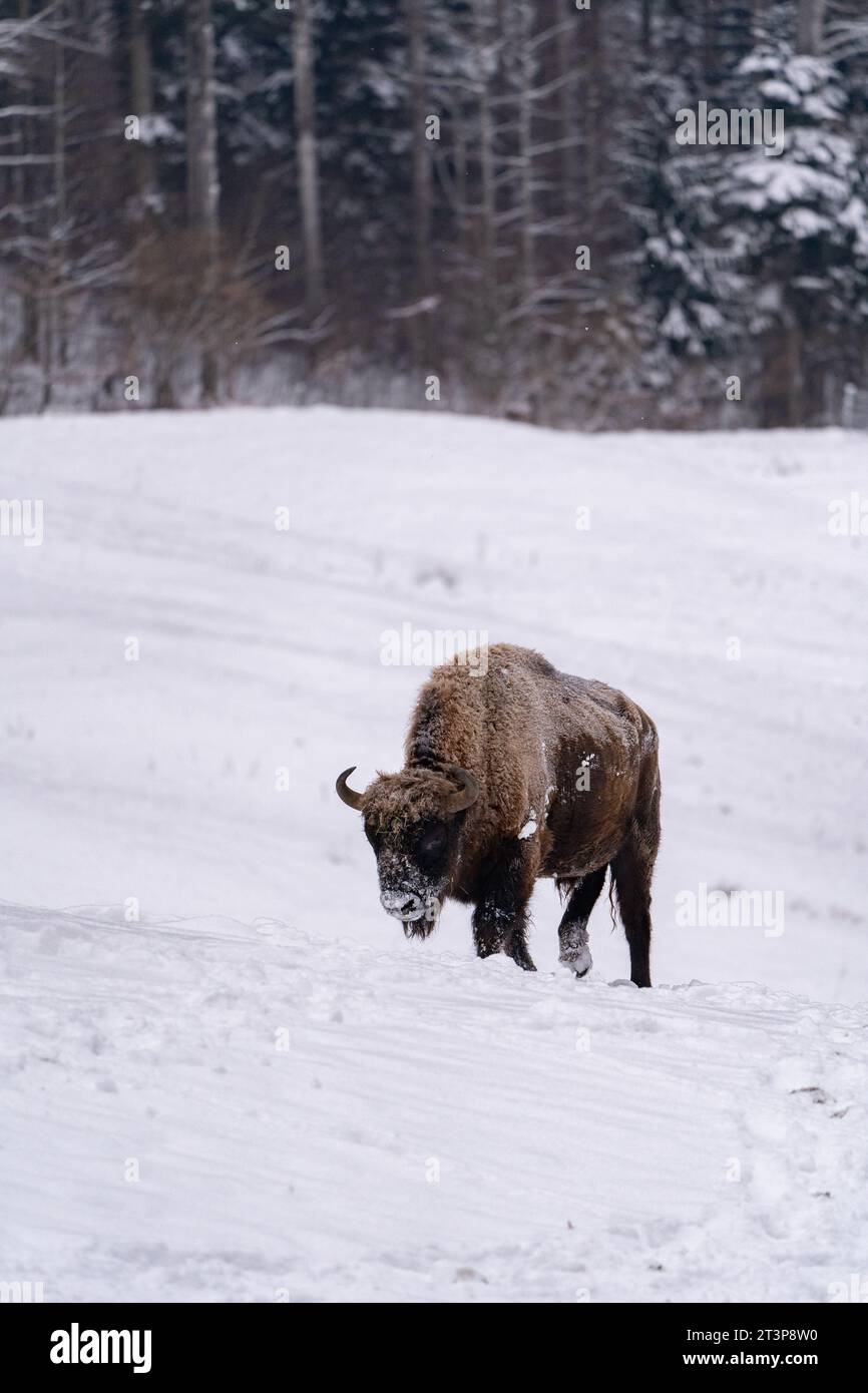 Reintroduced bison hi-res stock photography and images - Alamy